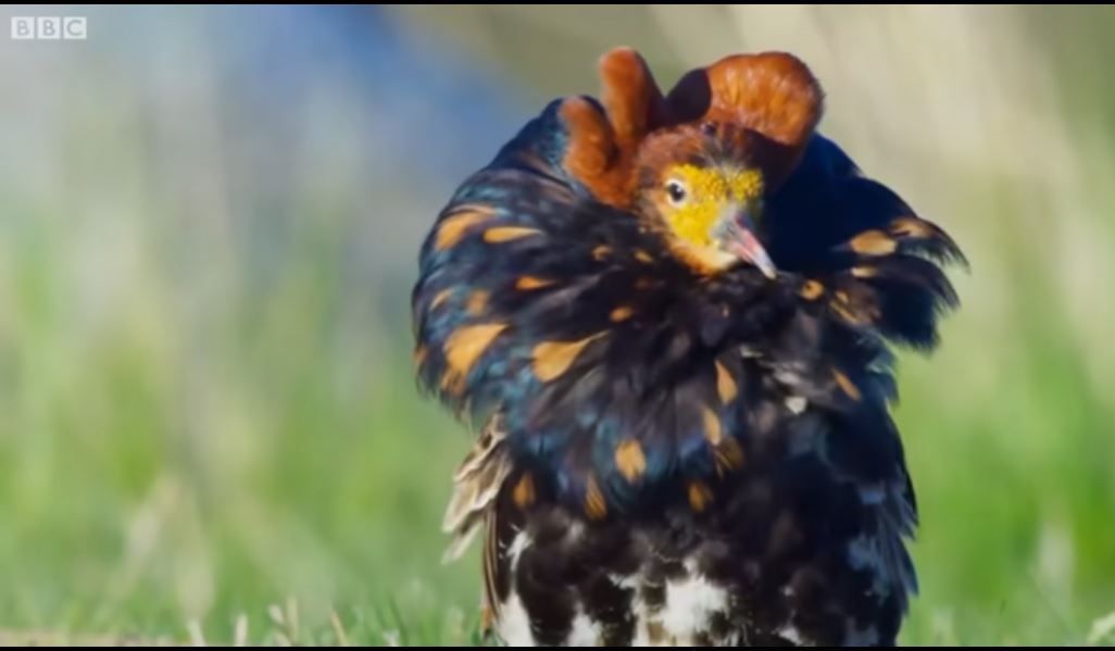 The Mating Game movie review – Movie Review Mom