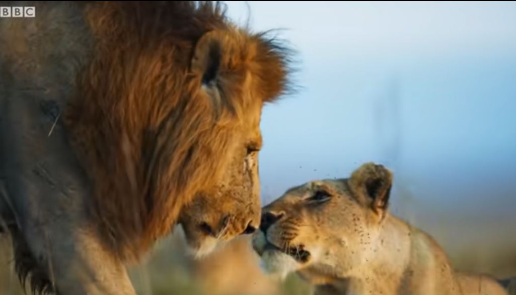 The Mating Game movie review | Movie Review Mom