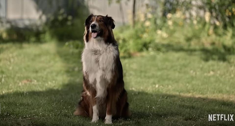 Rescued by Ruby movie review | Movie Review Mom