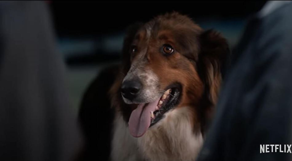 Rescued by Ruby movie review | Movie Review Mom