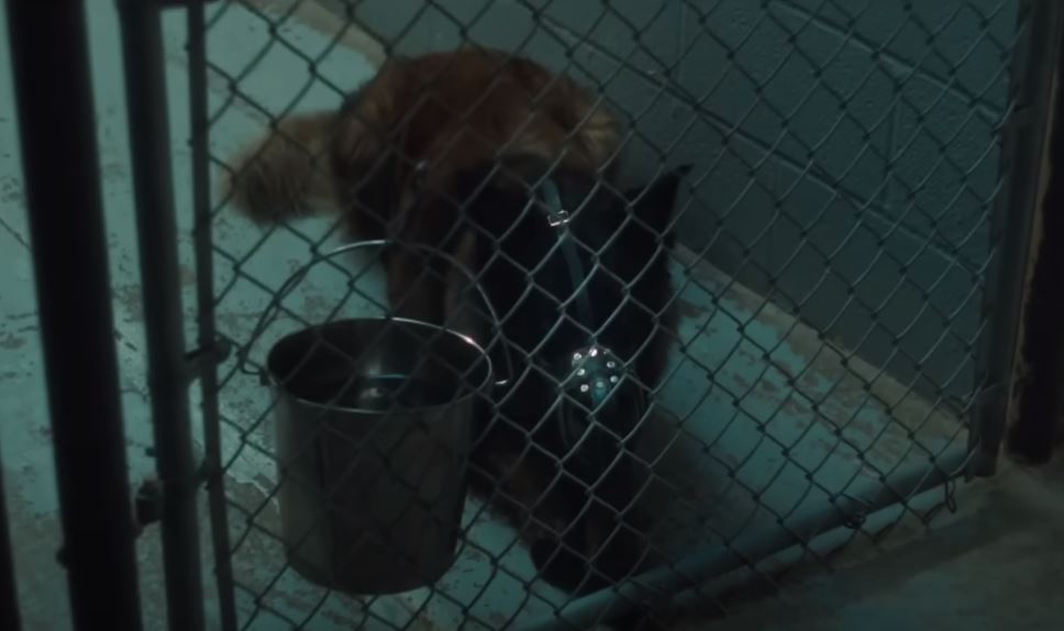 Muzzle movie review | Movie Review Mom